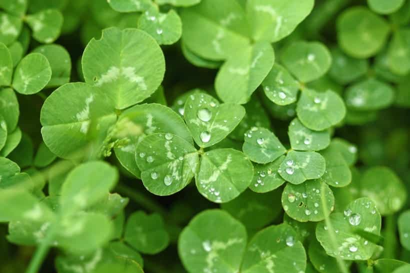 The Green Effect: Teaching Students To Build A Sustainable World ...