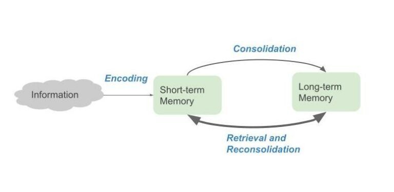 What Neuroscience Tells Us About Learning | edCircuit